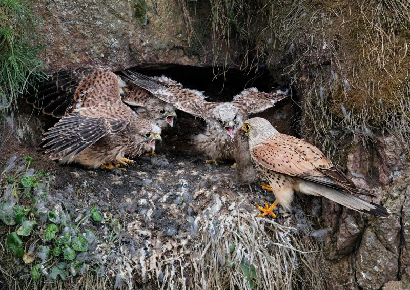 SPF Nature Photographer No 1 in the World | Scottish Photographic ...