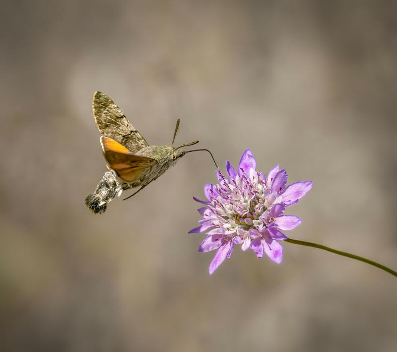 PAGB Awards Apr 2025 - Dunblane | Scottish Photographic Federation
