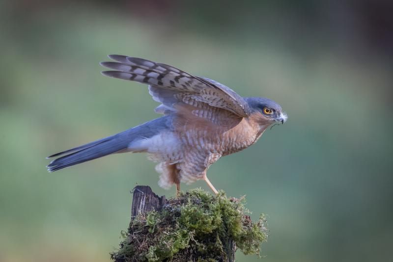 SPF Annual Portfolios | Scottish Photographic Federation